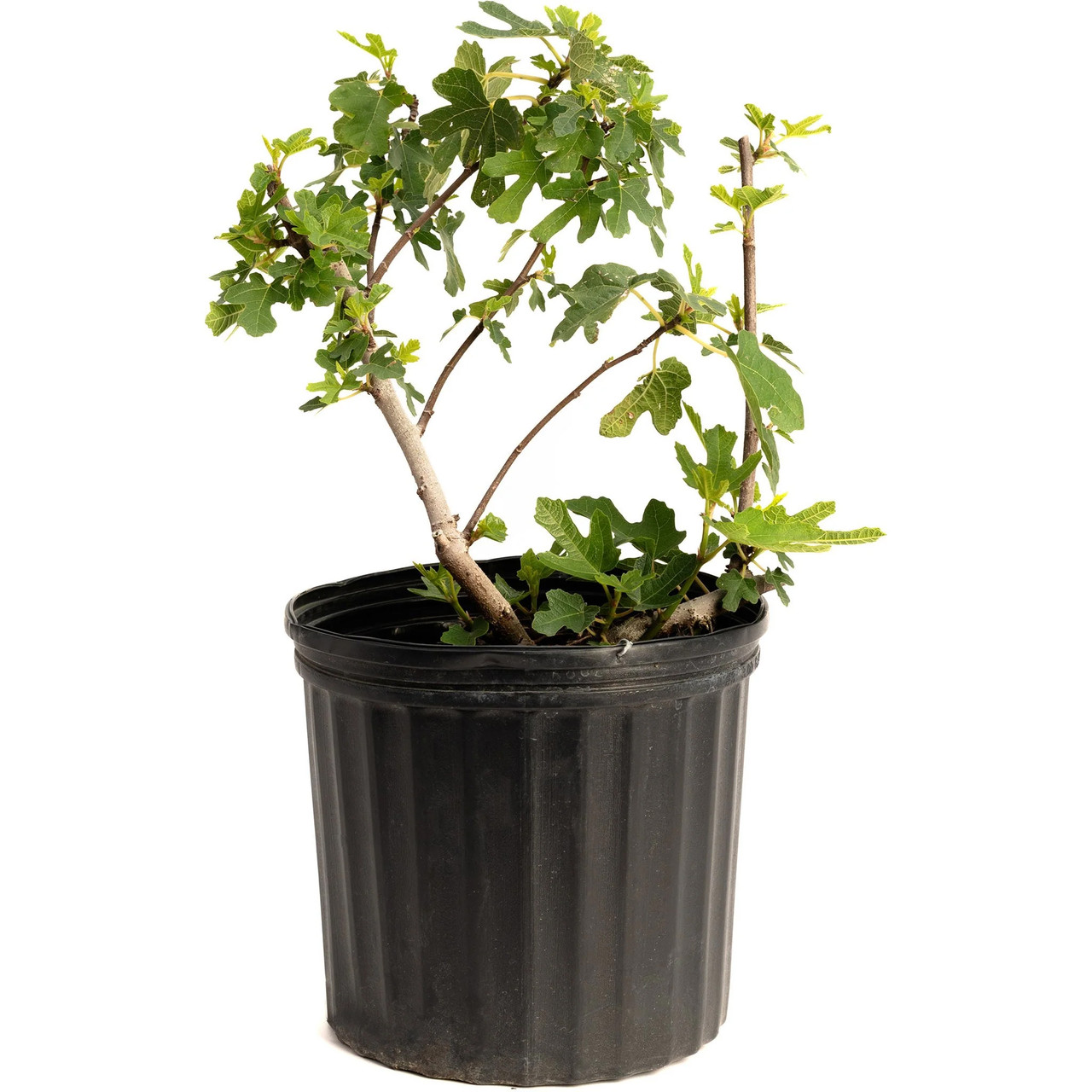 Black Mission Fig | Plant Addicts