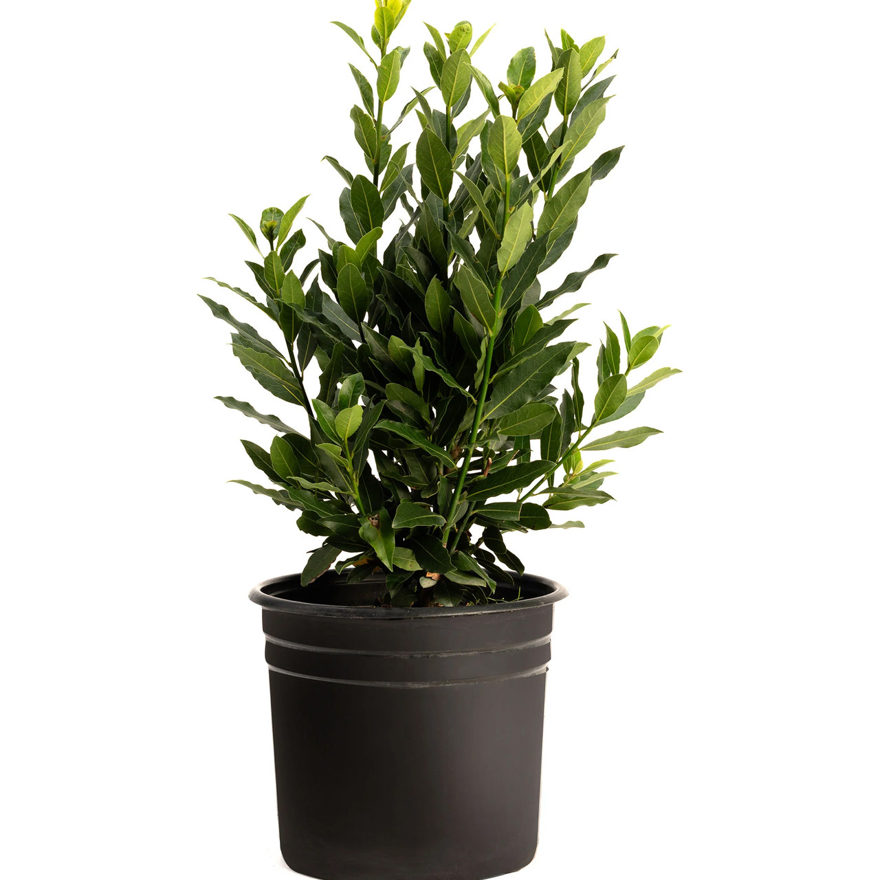Bay Laurel | Plant Addicts