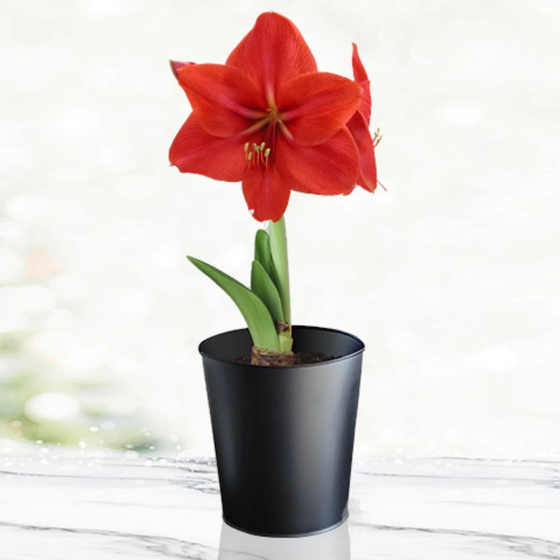 Red Lion Amaryllis Kit | Plant Addicts