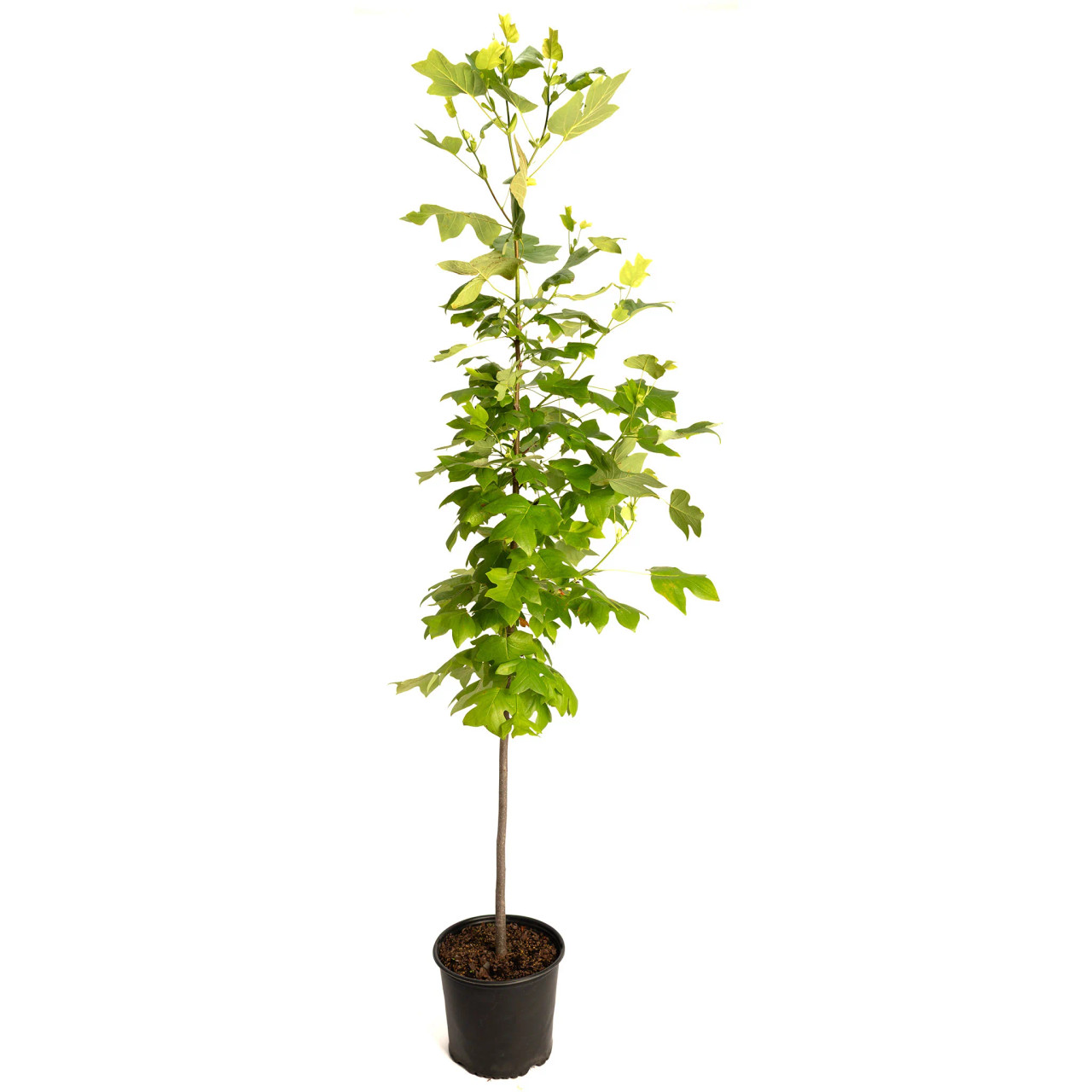 Tulip Poplar | Plant Addicts