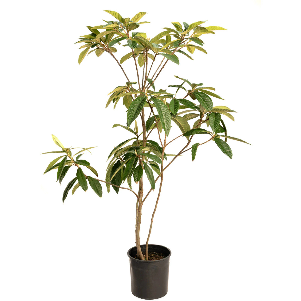 Japanese Loquat Tree | Plant Addicts
