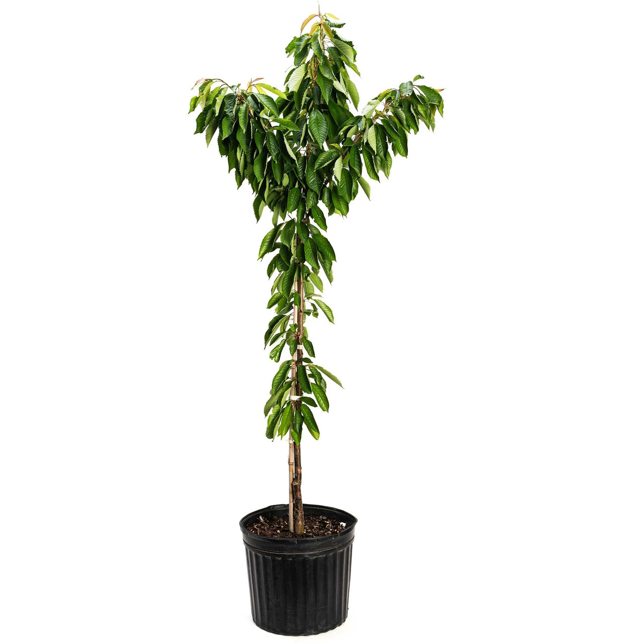 Bing Cherry Tree | Plant Addicts