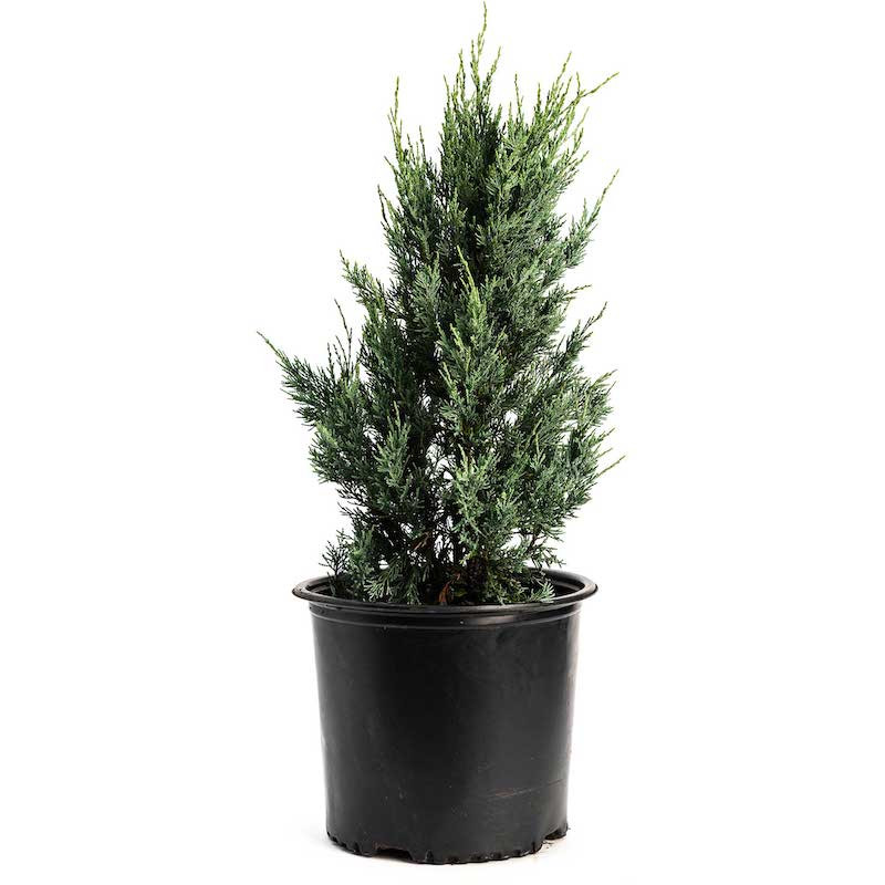 Moonglow Juniper Tree | Plant Addicts