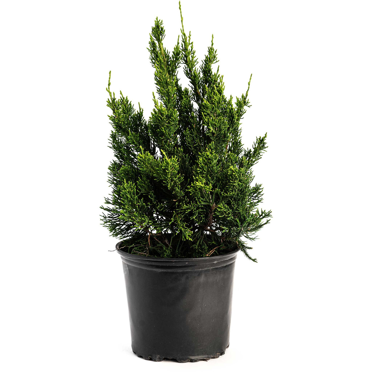 Hollywood Juniper Tree | Plant Addicts