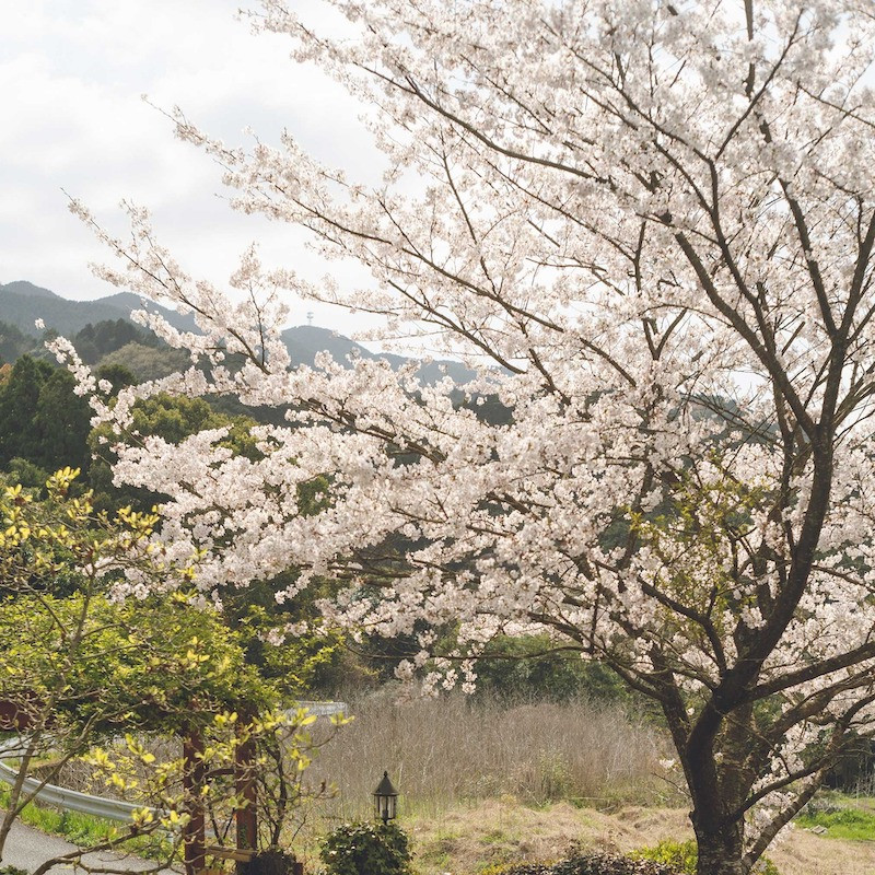 Yoshino Flowering Cherry Tree | Plant Addicts