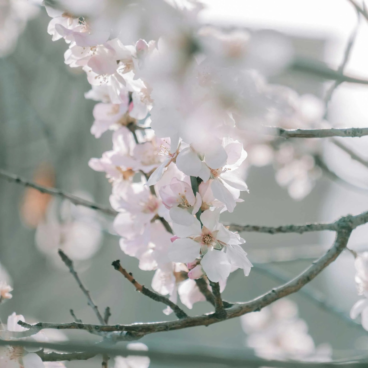 Yoshino Flowering Cherry Tree | Plant Addicts