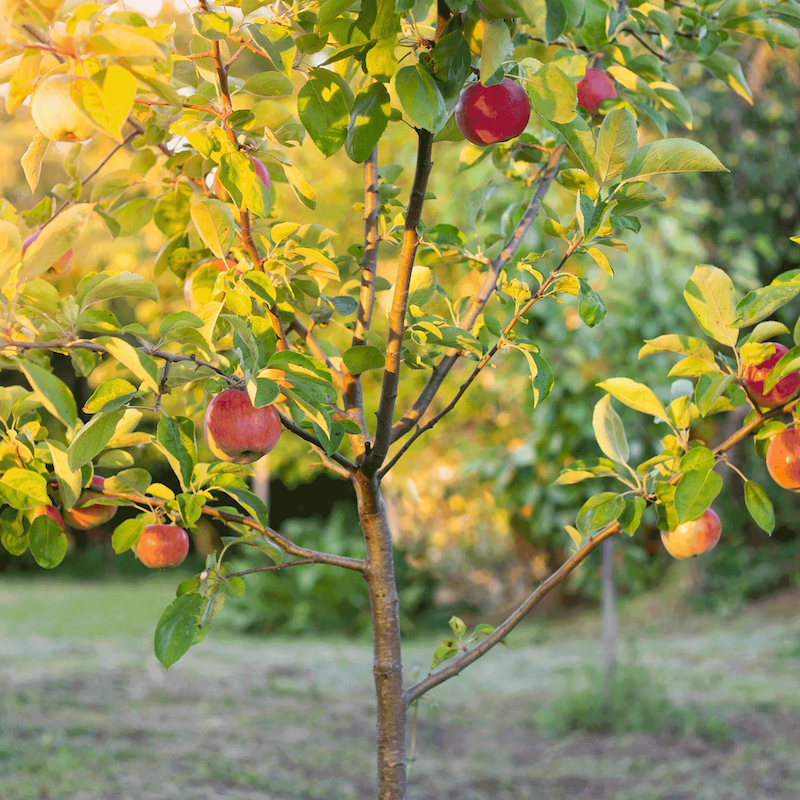 Fuji Apple Tree | Plant Addicts