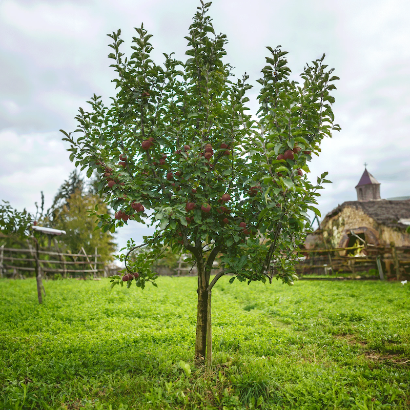 Fuji Apple Tree | Plant Addicts