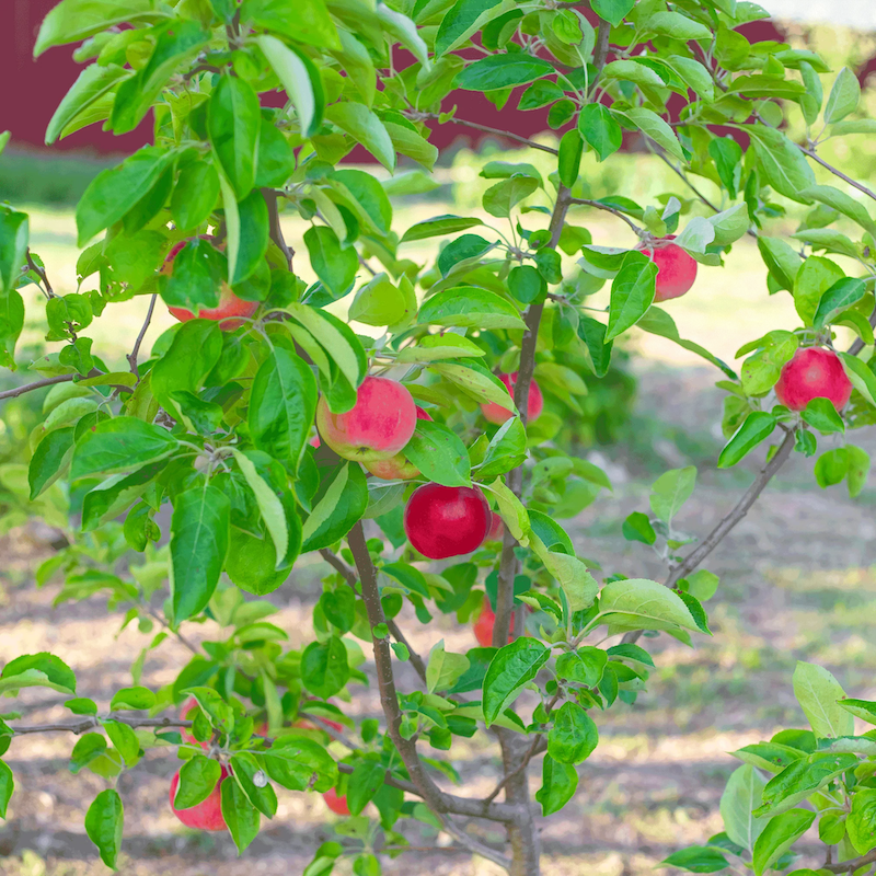 Gala Apple Tree | Plant Addicts