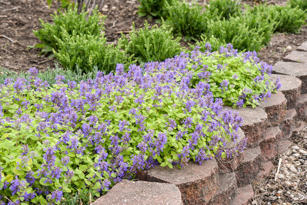 Lemon Purrfection Catmint | Plant Addicts