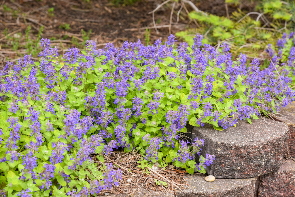 Lemon Purrfection Catmint | Plant Addicts