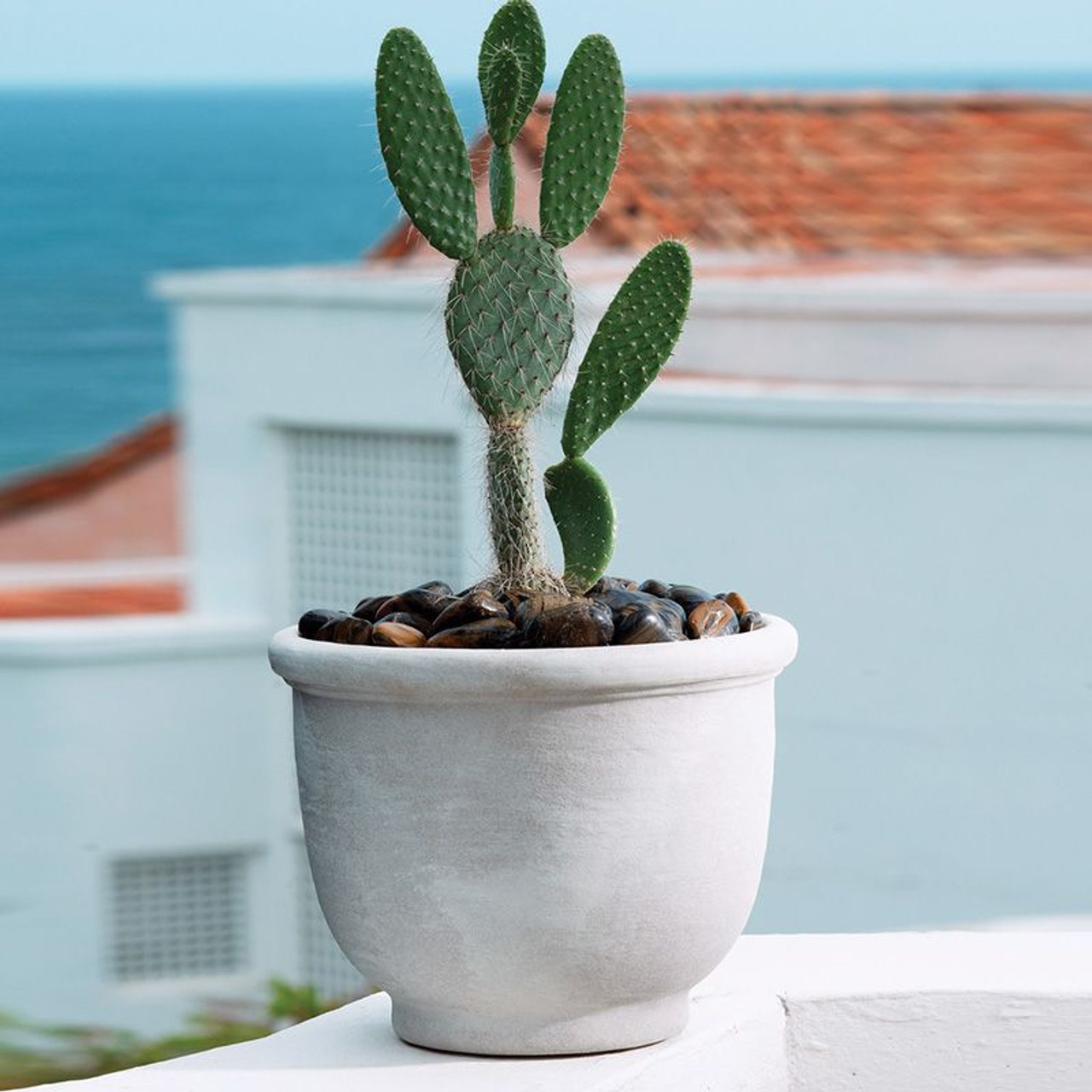 Agave Planter Crescent Garden Plant Addicts