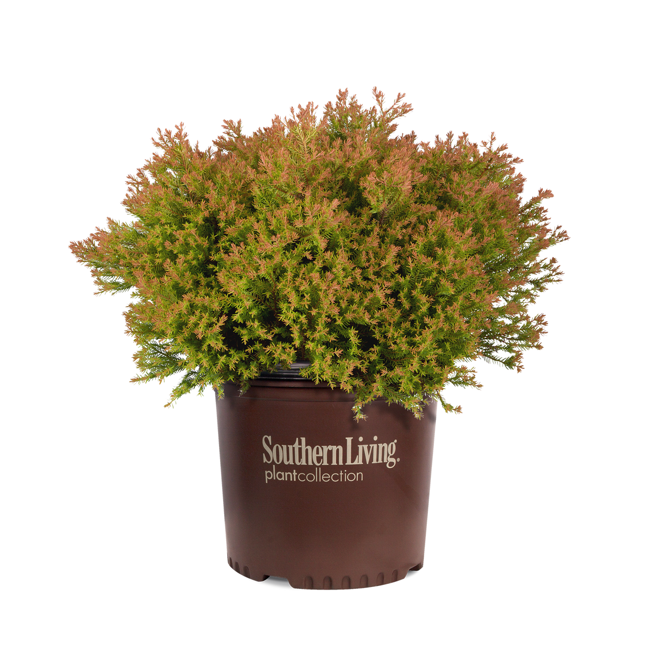 Fire Chief Arborviate Shrubs | PlantsAddict.com