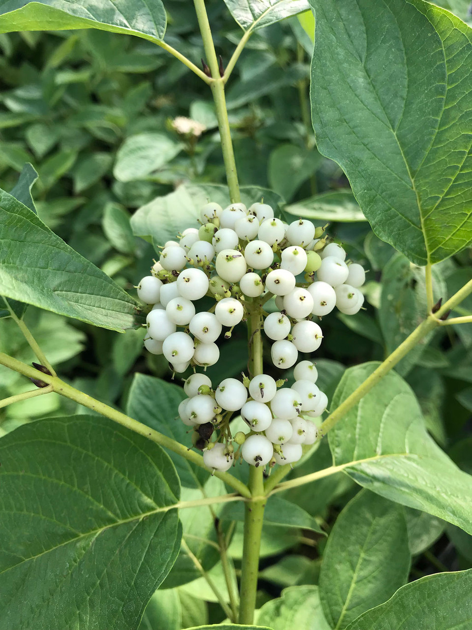 Arctic Fire® Yellow Dogwood | Plant Addicts