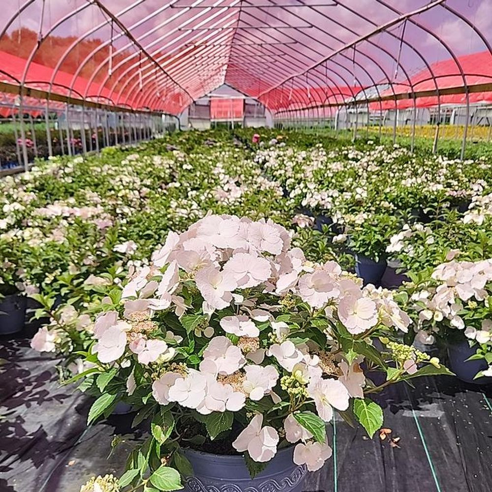 Fairytrail Bride Hydrangea | Plant Addicts