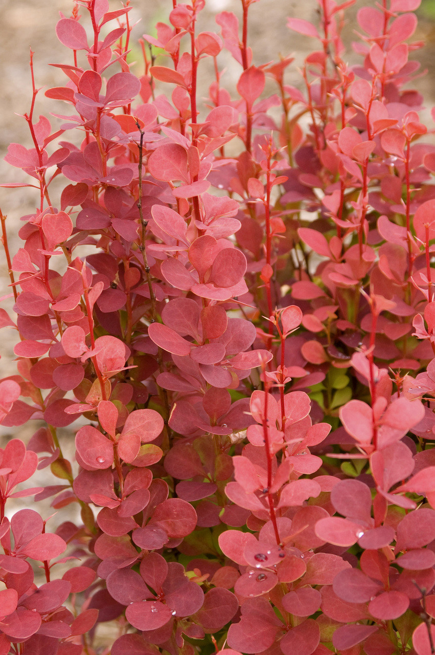 Orange Rocket Barberry Shrubs | Plant Addicts