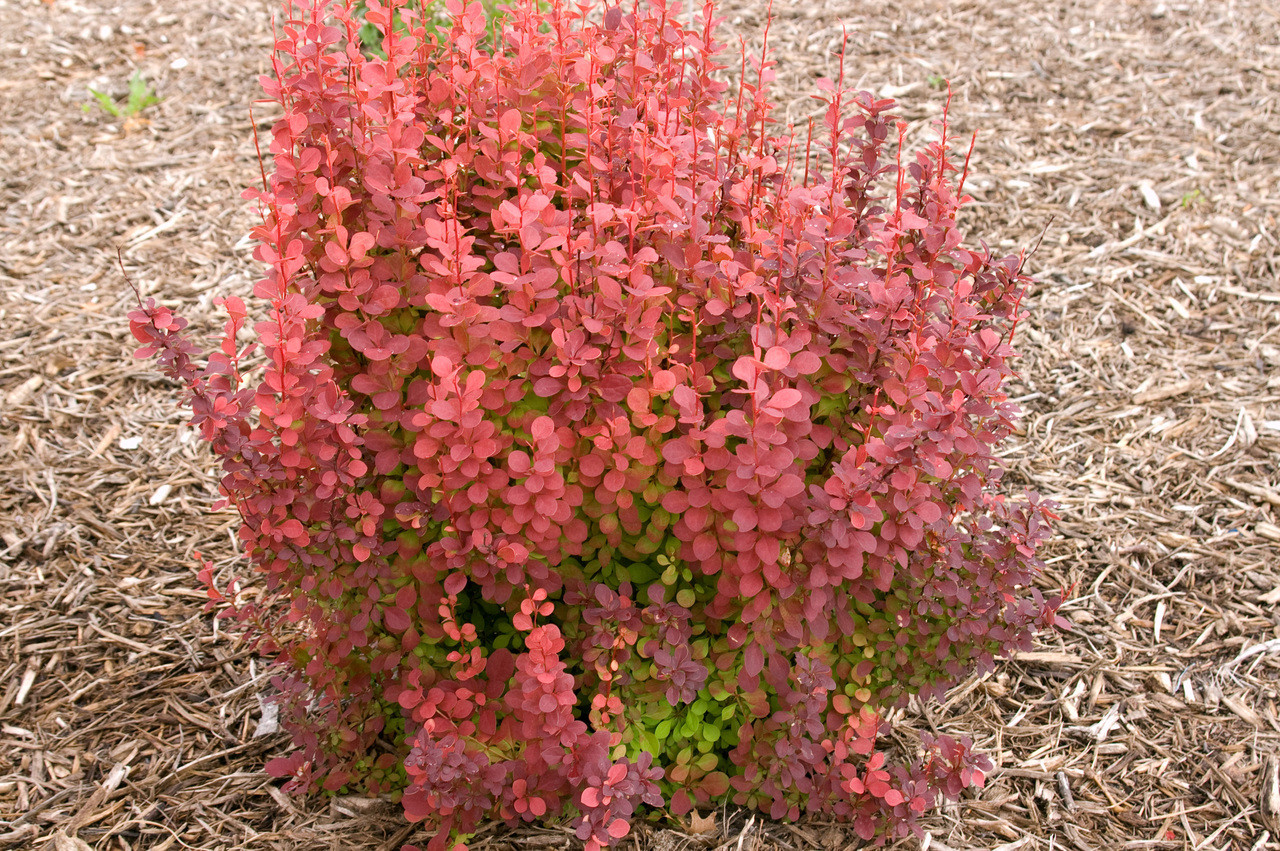 Orange Rocket Barberry Shrubs | Plant Addicts
