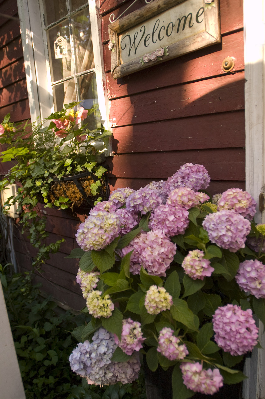 Endless Summer The Original Hydrangea | PlantAddicts.com