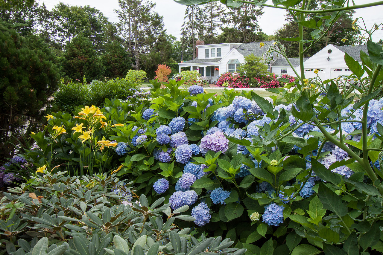 Endless Summer The Original Hydrangea | PlantAddicts.com
