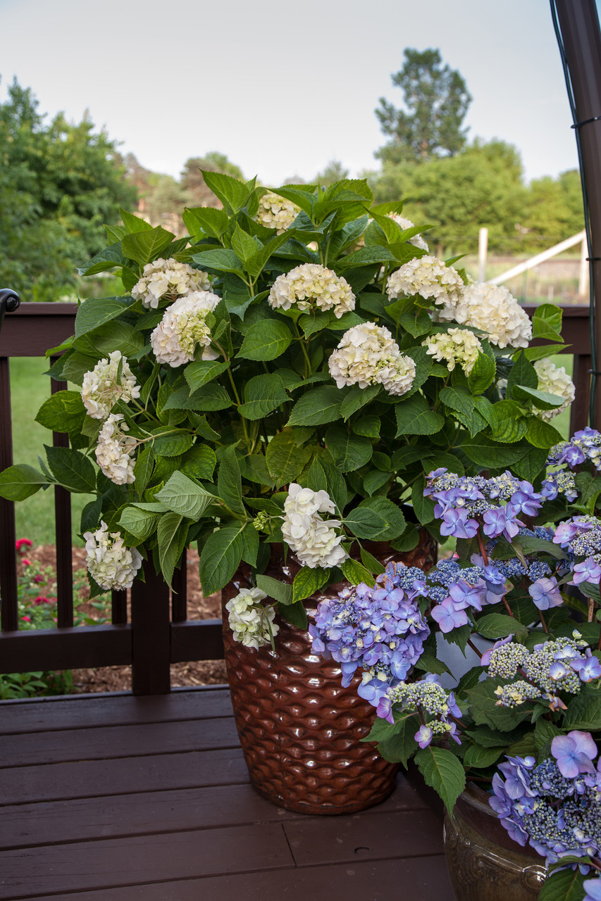 Hydrangea in pots store