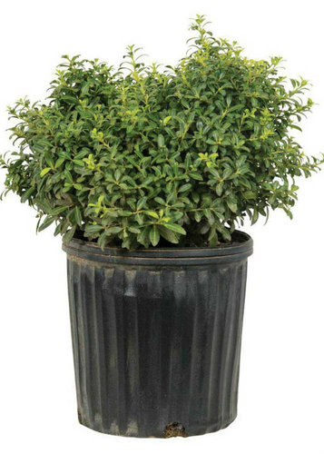 Soft Touch Compact Holly | PlantAddicts.com