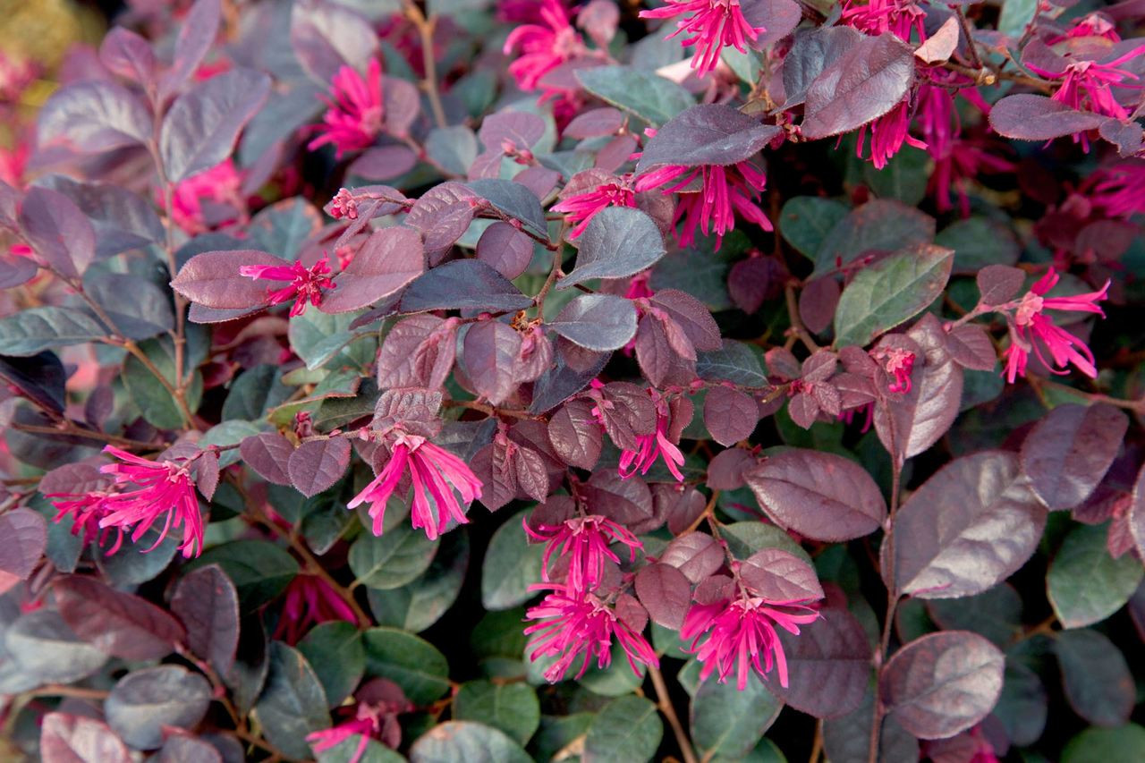 Purple Diamond Loropetalum | PlantAddicts.com