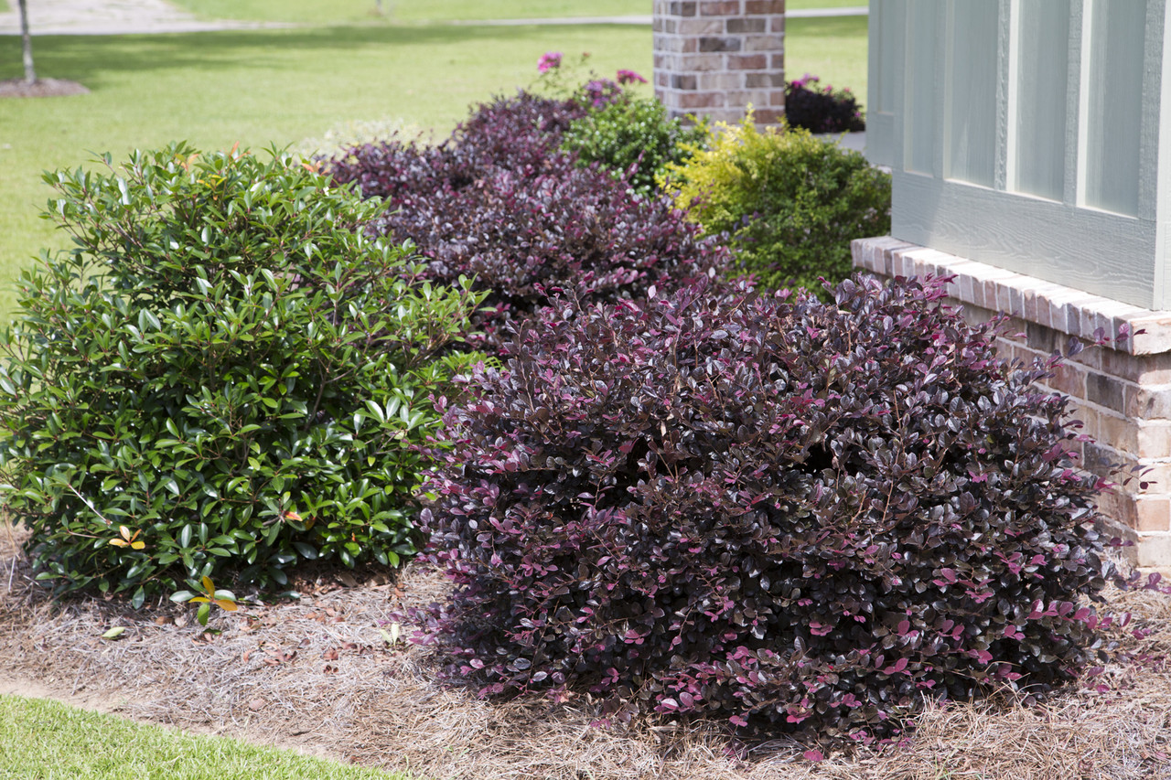 Purple Diamond Loropetalum | PlantAddicts.com