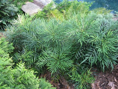 Soft Caress Mahonia | PlantAddicts.com