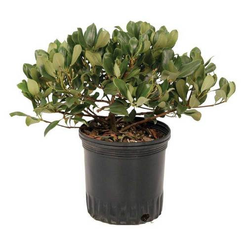 Eleanor Taber Indian Hawthorn | PlantAddicts.com