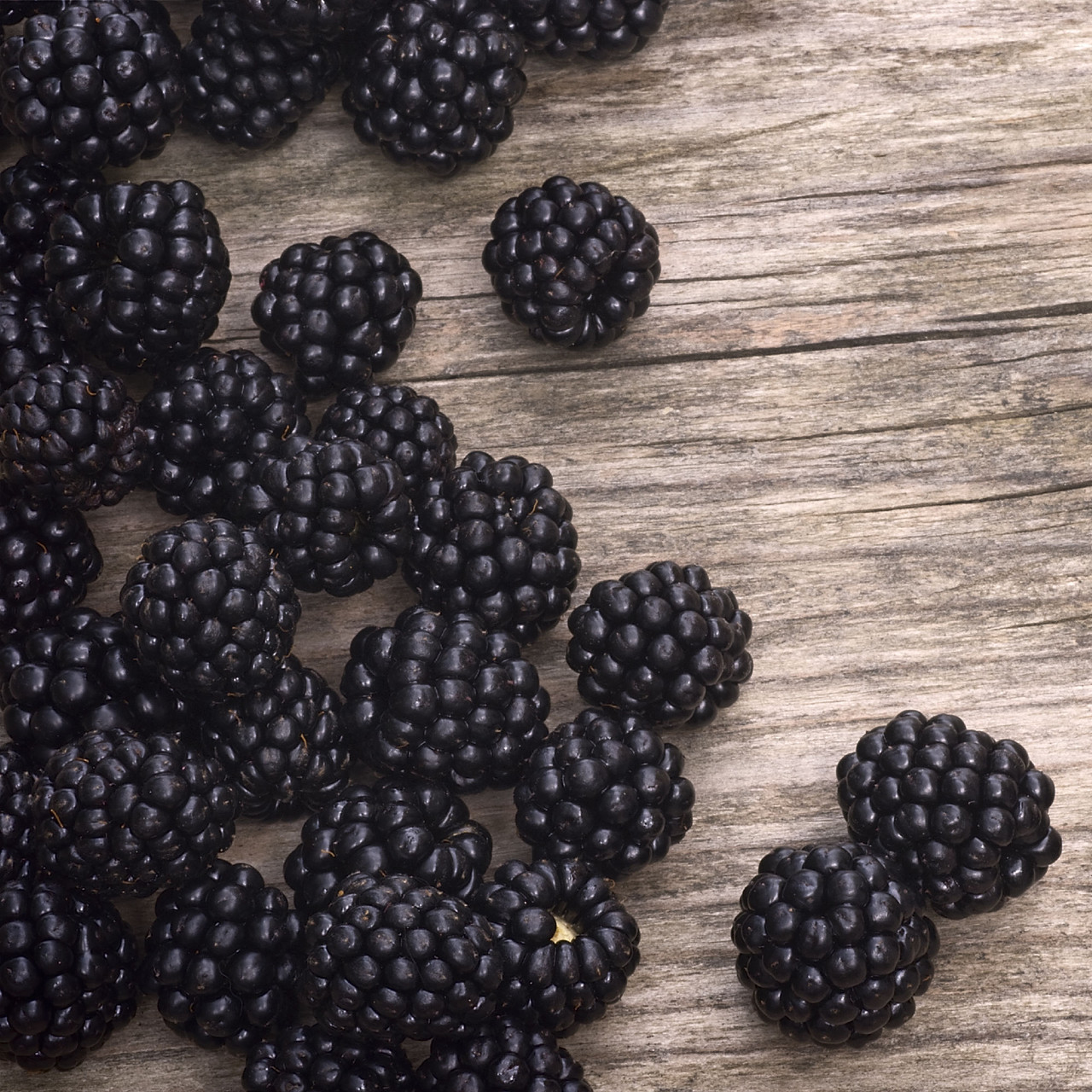 Navaho Blackberry | PlantAddicts.com Navaho Blackberry | PlantAddicts.com