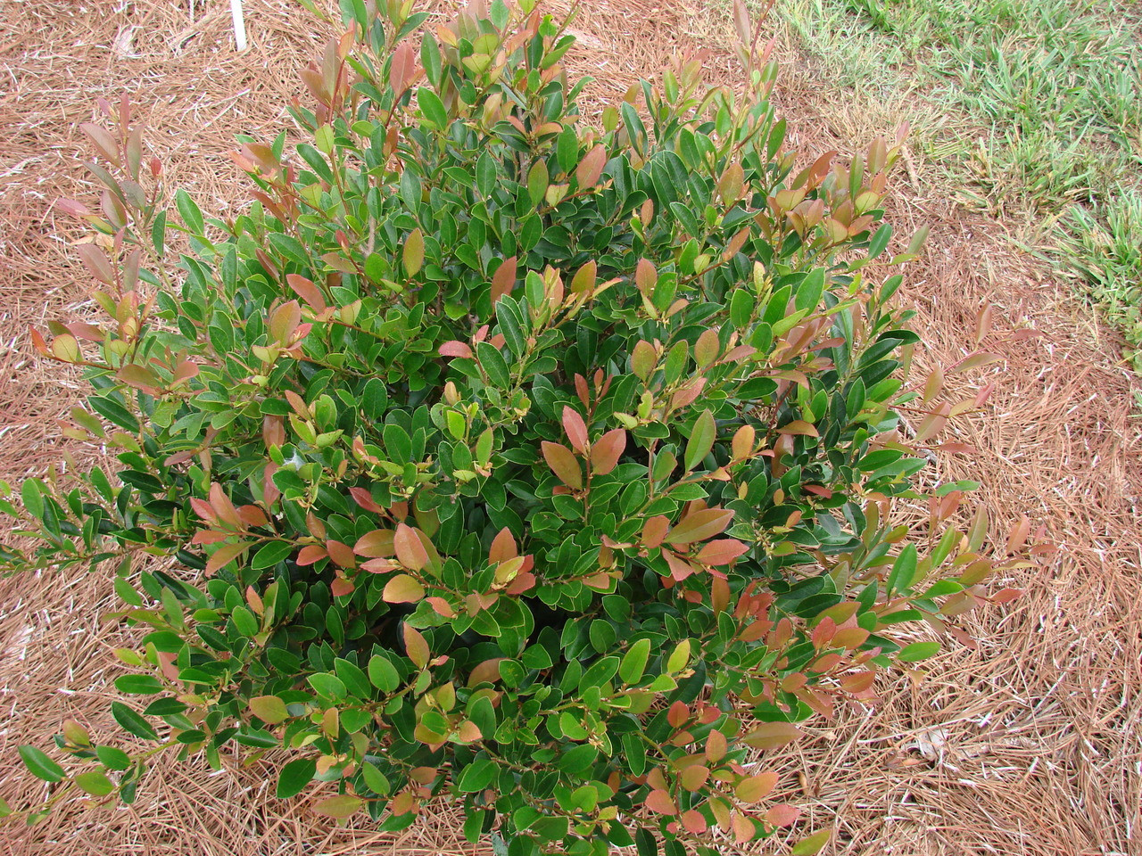 CopperTone Distylium | PlantAddicts.com