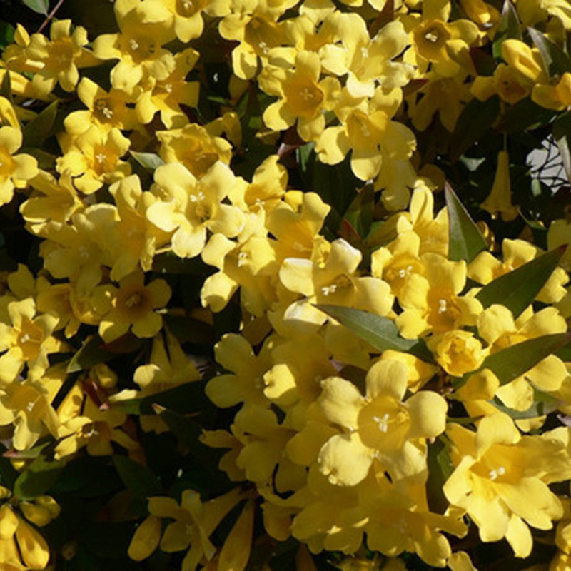 Carolina Jessamine | PlantAddicts.com
