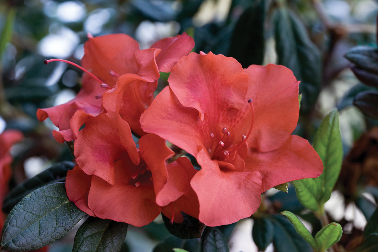 Autumn Embers Encore Azalea | PlantAddicts.com