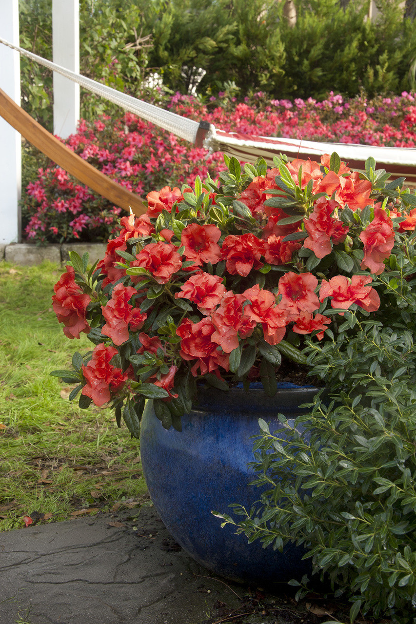 Autumn Embers™ Encore® Azalea | PlantAddicts.com