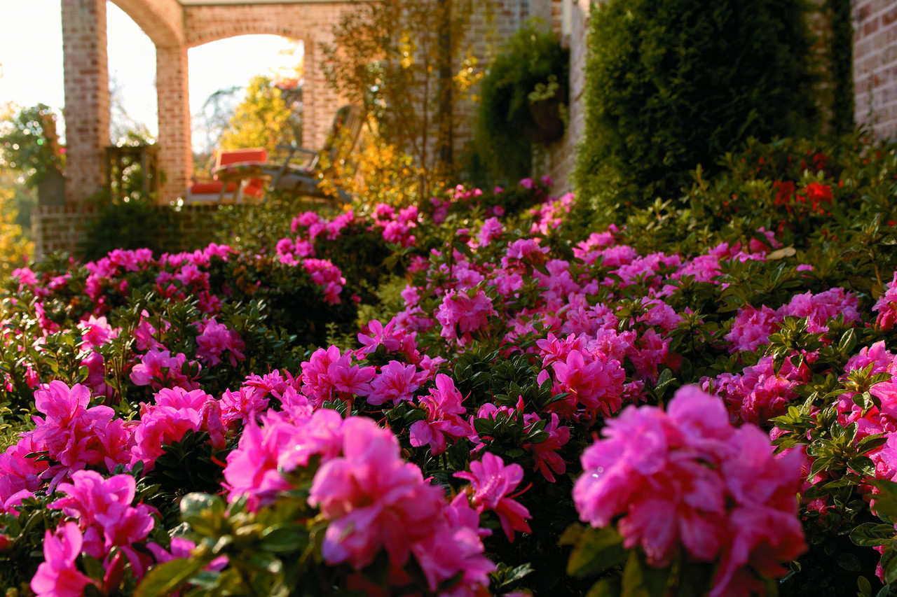 Autumn Empress™ Encore® Azalea | PlantAddicts.com