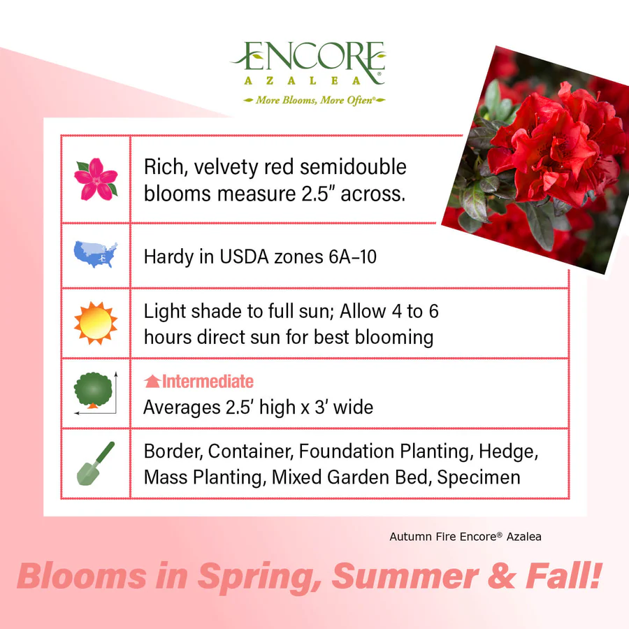 Autumn Fire Encore Azalea | PlantAddicts.com