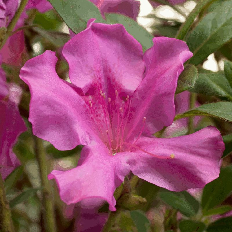 Autumn Royalty™ Encore® Azalea | PlantAddicts.com