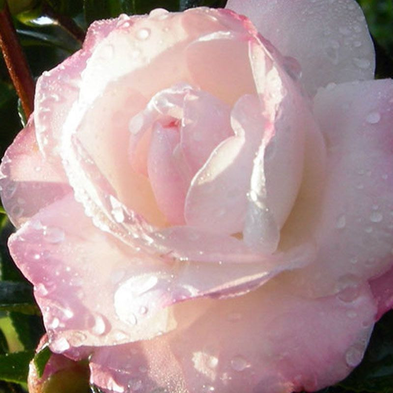 October Magic Dawn Camellia | PlantAddicts.com