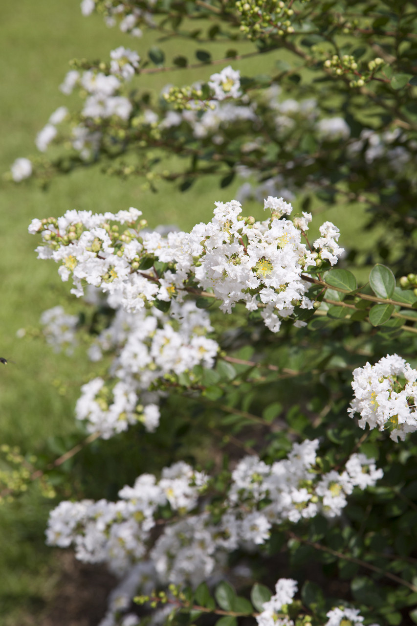 Early Bird White Crape Myrtle | PlantAddicts.com