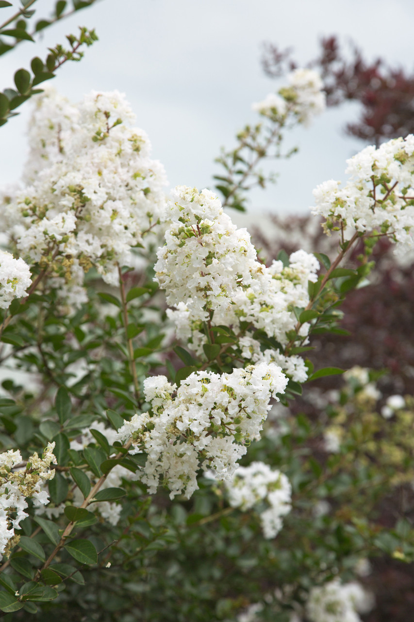 Early Bird White Crape Myrtle | PlantAddicts.com