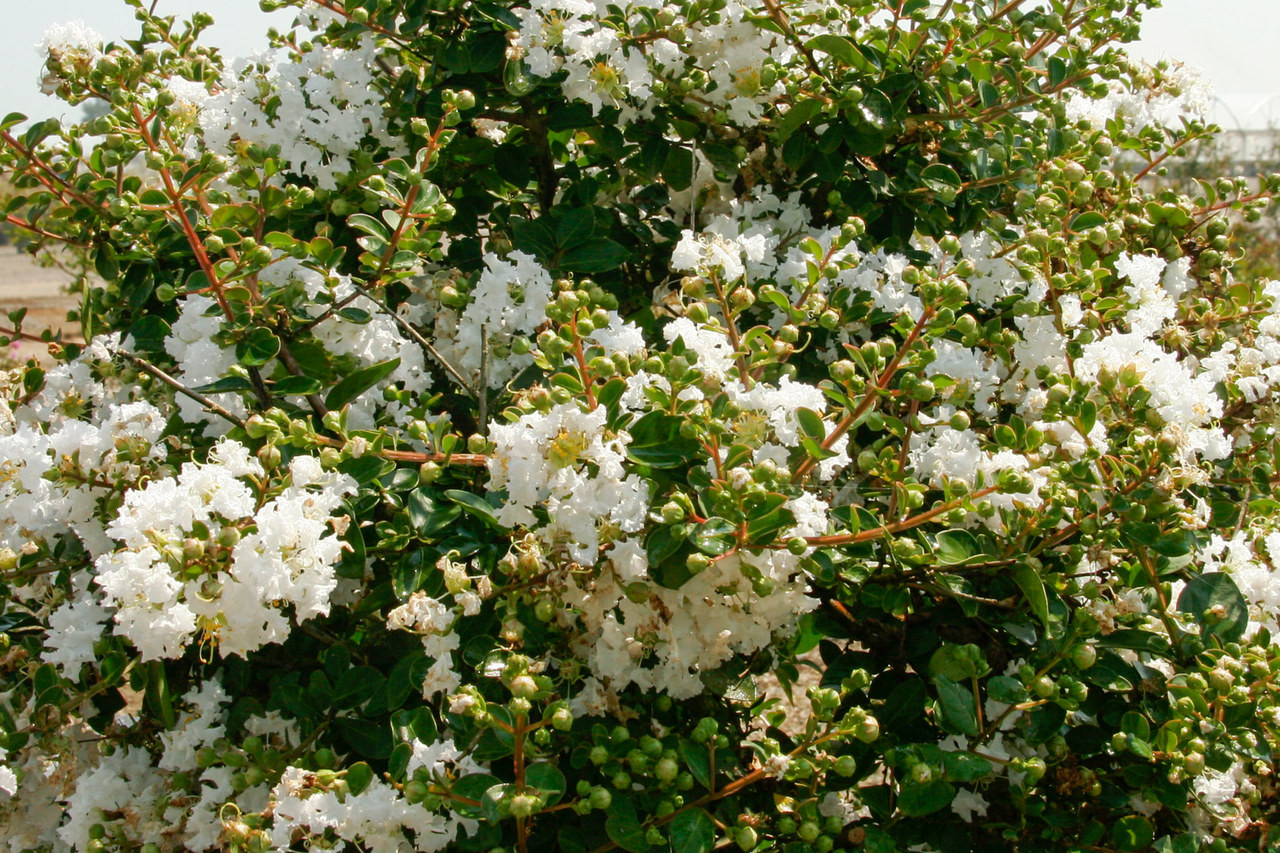 Early Bird White Crape Myrtle | PlantAddicts.com