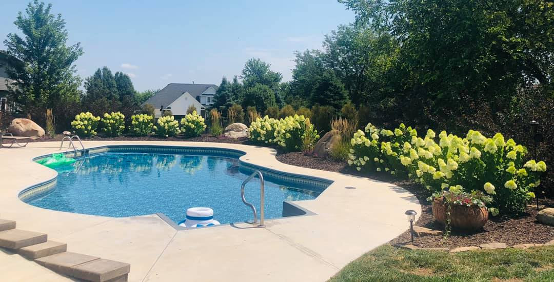 Limelight Hydrangea | Plant Addicts