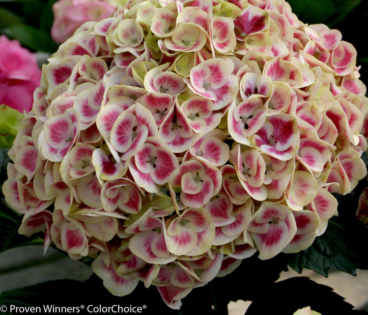 Cityline Mars Hydrangea Plant Addicts