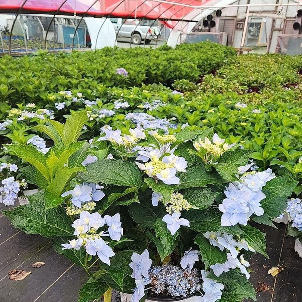 Tuff Stuff Ah Ha Hydrangea | Plant Addicts
