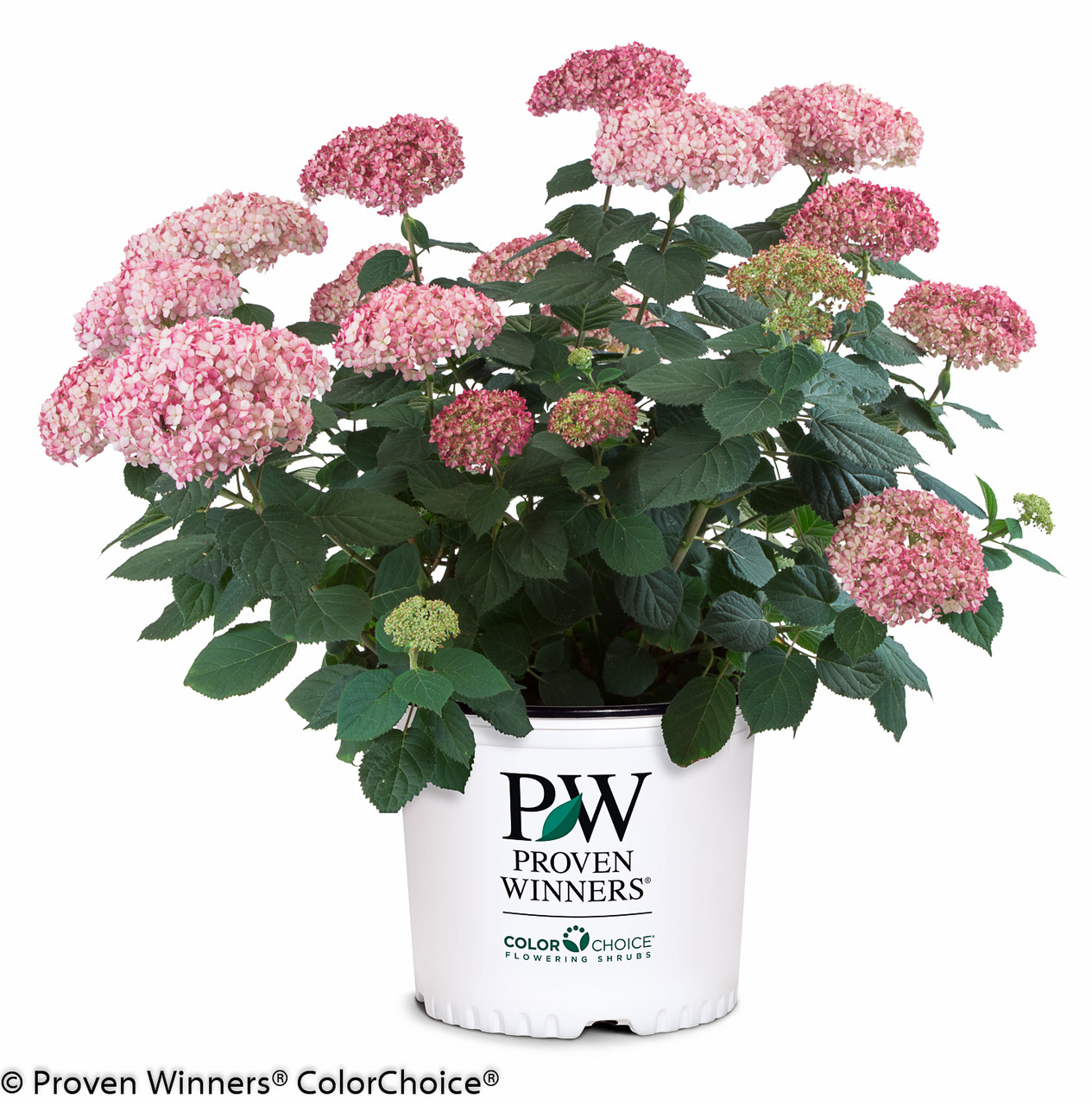 Invincibelle® Spirit II Hydrangea | Shop • Care • Info | Plant Addicts