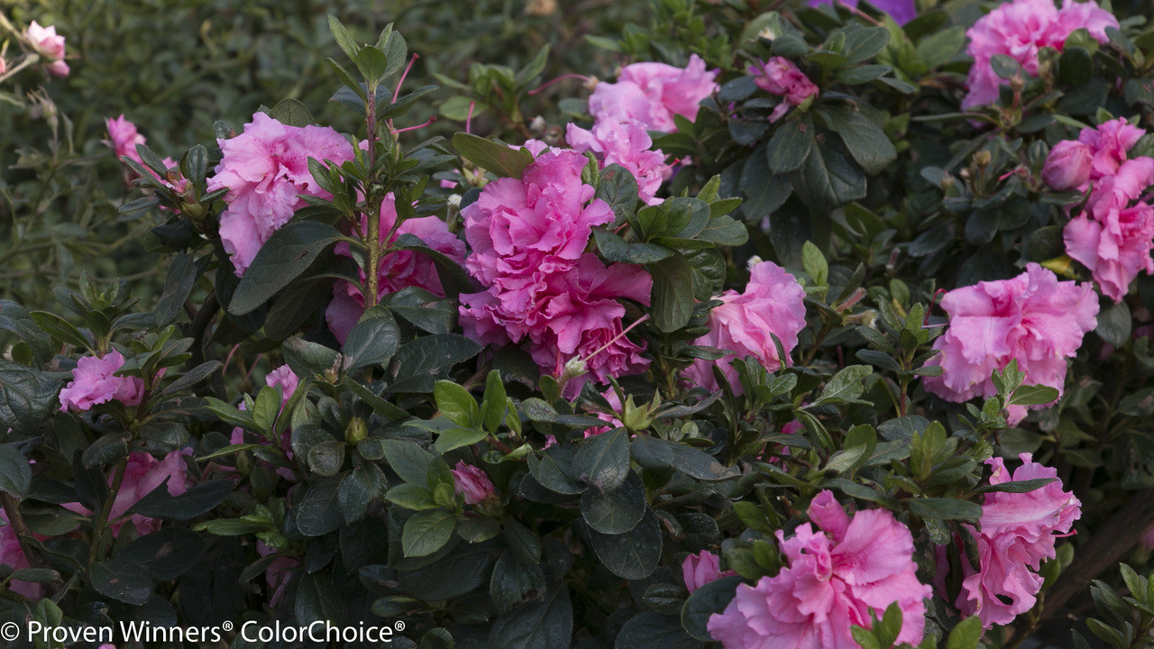 Bloom-A-Thon® Pink Double Azalea Shrubs | Plant Addicts