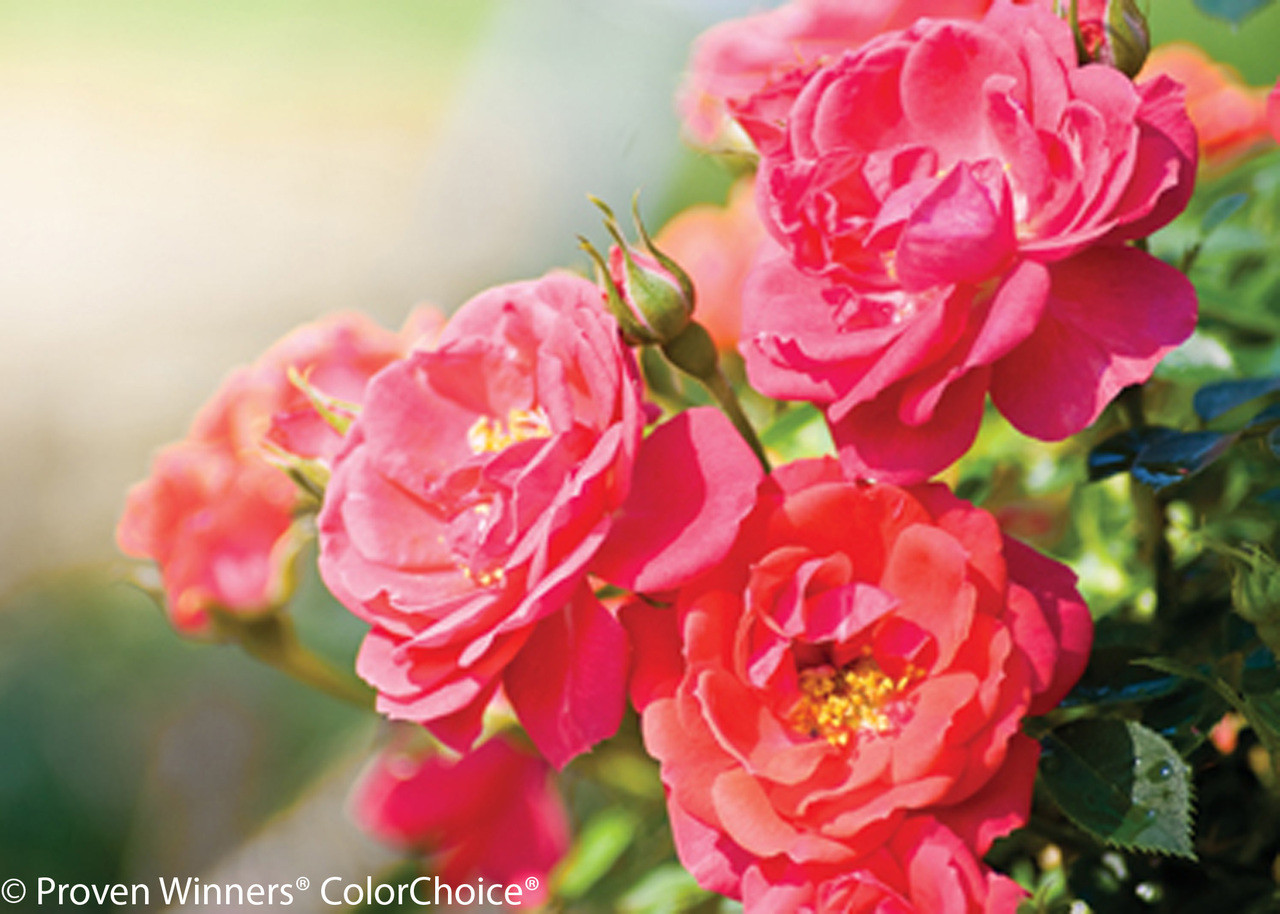 Oso Easy® Mango Salsa Rose Bushes | Plant Addicts