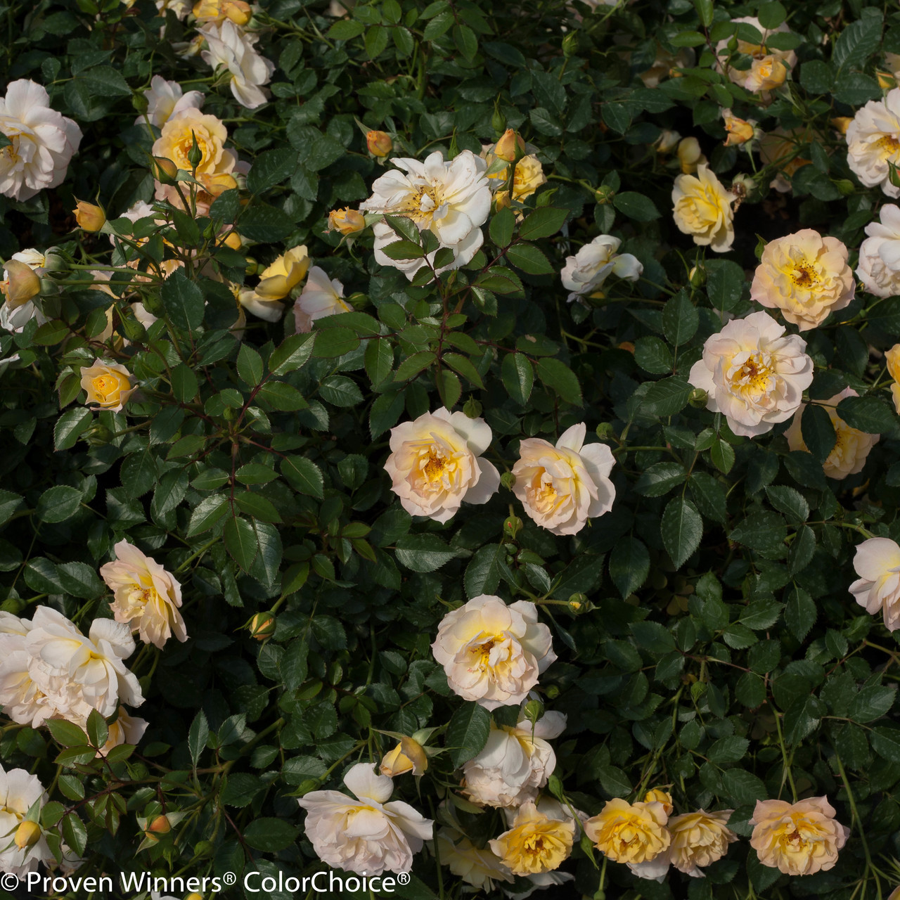 Oso Easy® Italian Ice® Rose Bushes | Plant Addicts