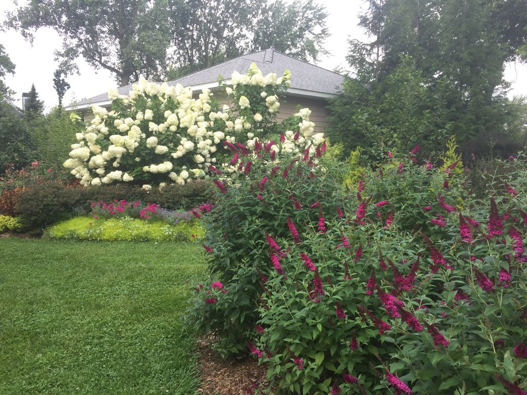 Miss Molly Butterfly Bush | Plant Addicts