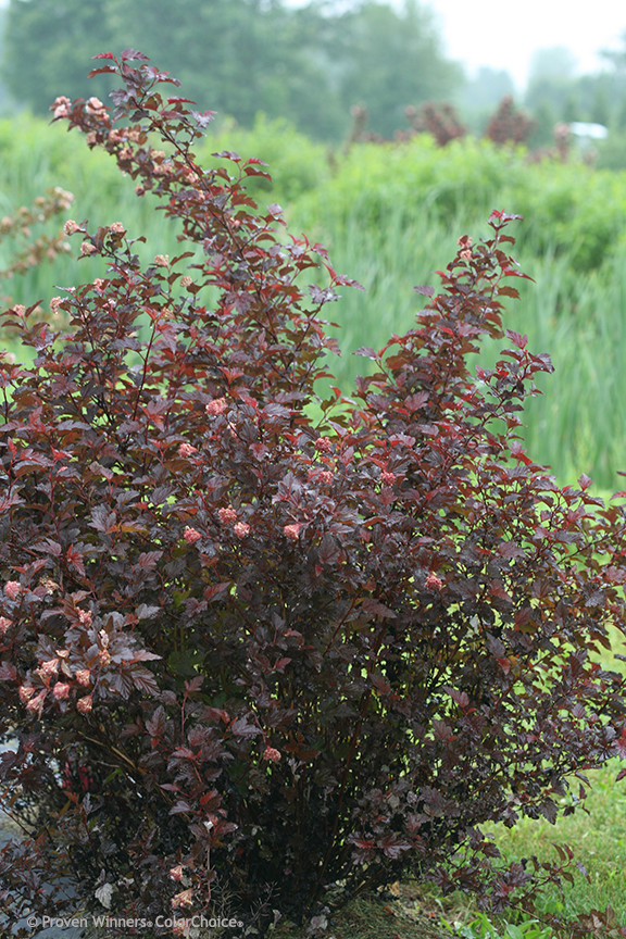 Ginger Wine Ninebark | Plant Addicts